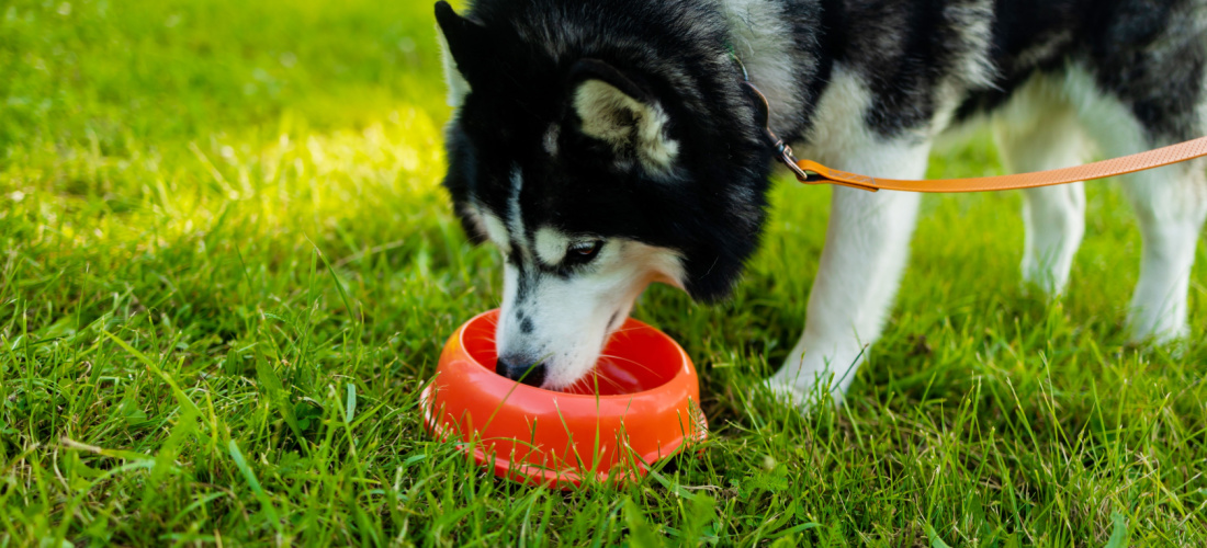 Cómo Mantener Un Husky Fresco En El Calor